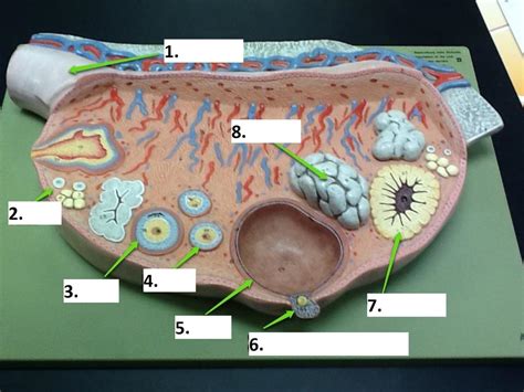Ovary Model Diagram Quizlet