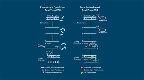 Qpcr Protocol