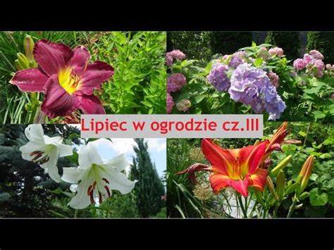 Lipiec W Ogrodzie Cz Iii Kwitn Hortensje Liliowce Je Wki Powojniki