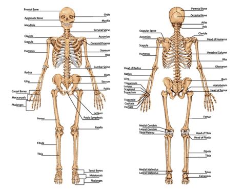Nombres De Los Huesos Del Cuerpo Humano