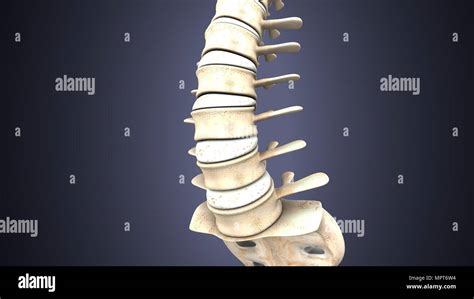 Illustration 3d De L Anatomie Du Squelette Humain Photo Stock Alamy