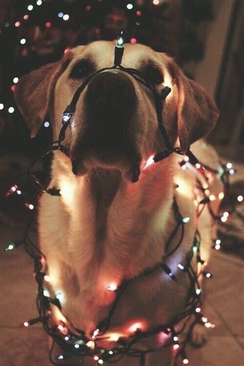 Aprovecha las luces navideñas para tomarte estas fotos Perros Fotos