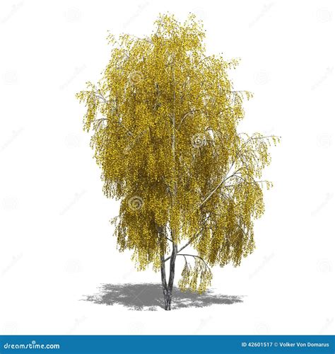 3d Illustration Of Betula Pumila Tree Isolated On White Background