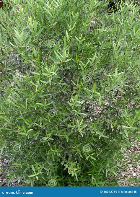 Phillyrea Angustifolia In Studio Stock Photo CartoonDealer 145563042
