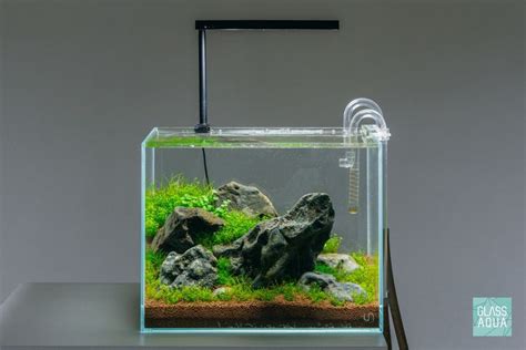 5 4G Planted Iwagumi Aquascape Click The Link To See What We Used In