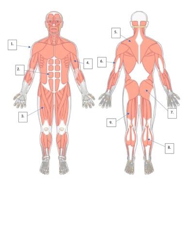 Muscular System Flashcards Quizlet