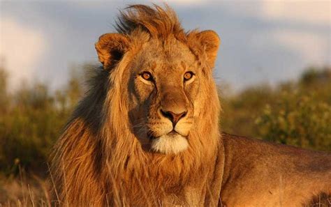 Top 93 Imagen Cuanto Tiempo Viven Los Leones Abzlocal Mx