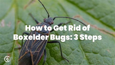How To Get Rid Of Boxelder Bugs Proven Solutions