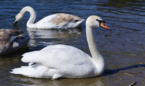 Schwan Vogel See Weißer Kostenloses Foto auf Pixabay Pixabay