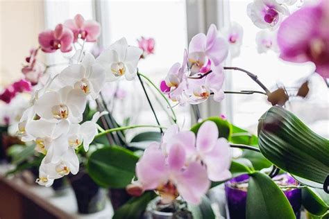 Nie mehr Orchideen mit Wasser gießen Gießen Sie sie damit für eine