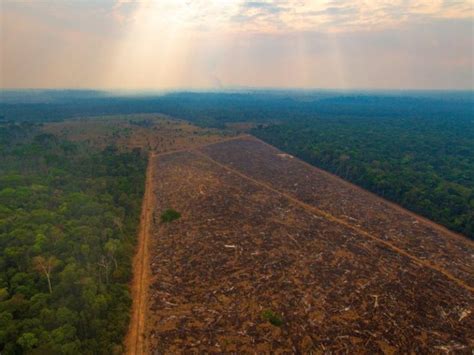 Desmatamento em terras indígenas na Amazônia emitiu grandes quantidades