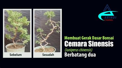 Membuat Gerak Dasar Bonsai Cemara Sinensis Juniperus Chinensis