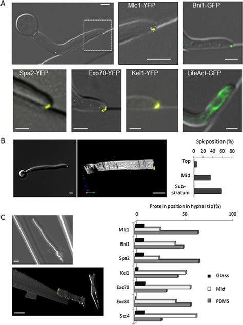 Hyphal Tip Contact Induces Asymmetric Morphology And Polarity Complex