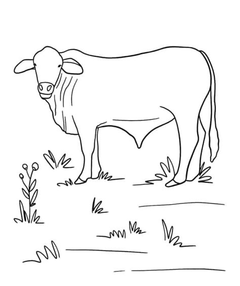 12 Desenhos De Boi Para Colorir E Imprimir Online Cursos Gratuitos