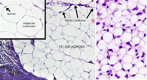 Tipos celulares Adipocito blanco Atlas de Histología Vegetal y Animal
