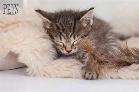 Cómo alimentar a un gato recién nacido Pets Bioforestal