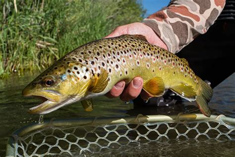 How To Catch Trout A Complete Beginners Guide Tilt Fishing