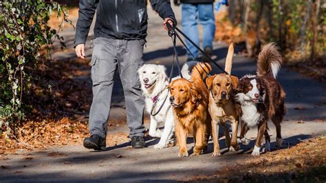 Consejos para enseñar a tu perro a pasear sin tirar de la correa Sr