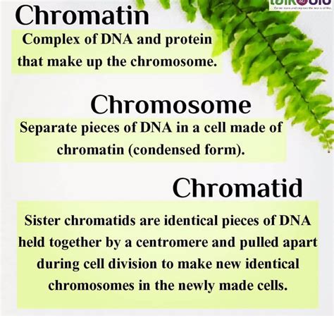 Chromatin And Chromosomes