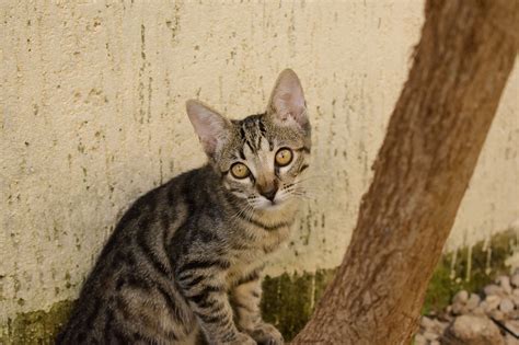 Katt Lilla Michi Gratis foto på Pixabay Pixabay