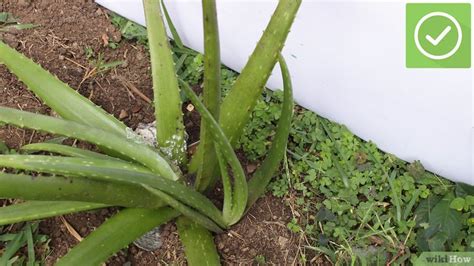 Jak pěstovat aloe vera s obrázky wikiHow