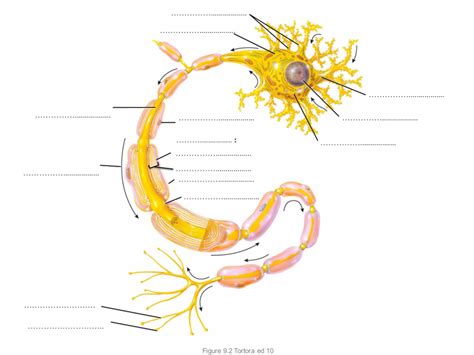 Axon Diagram Quizlet