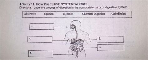 Activity 11 HOW DIGESTIVE SYSTEM WORKS Directions Label The Process