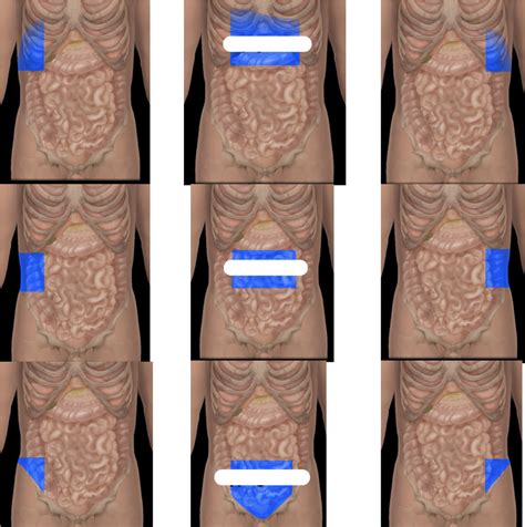 Abdominal Regions Diagram Quizlet