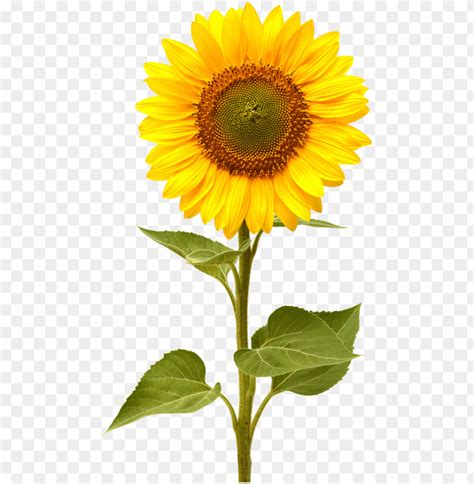 Sunflower Vector Png PNG Image With Transparent Background TOPpng