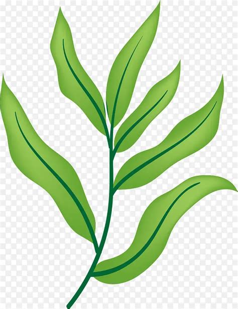 卡通矢量植物桉树叶PNG图片素材下载 图片编号ypazrmvr 免抠素材网