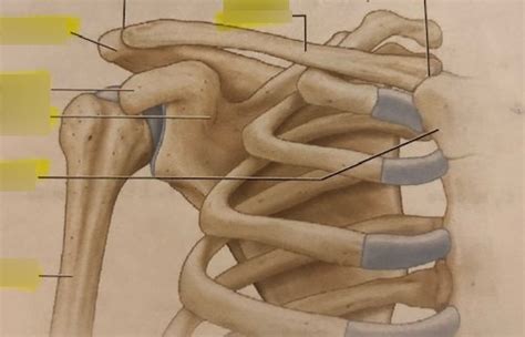 Lab Pectoral Girdle Diagram Quizlet