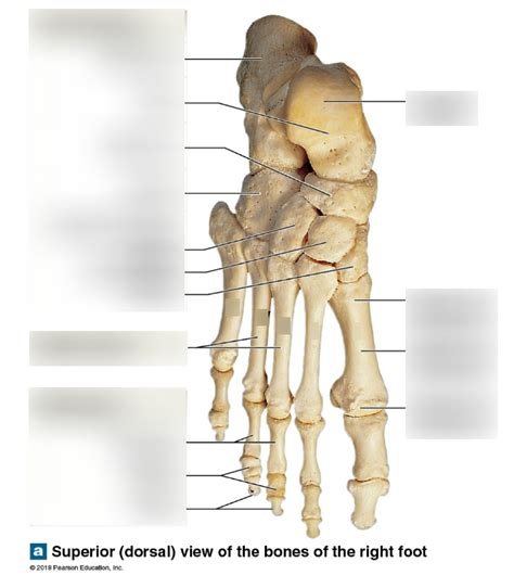 Tarsals Metatarsals Phalanges Diagram Quizlet
