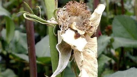 Fungicidas Usados En El Control De Botrytis Cinerea En Flores Y Su