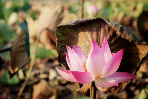 池塘中的粉色莲花和干燥高清图片下载 正版图片506399337 摄图网