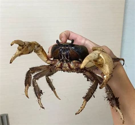 cangrejo como mascota Mascotas Mascota exótica Animales exóticos