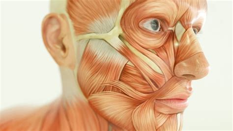 Músculos de la cara descripción y funciones con imágenes