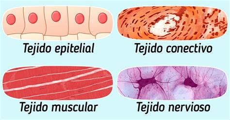 Ejemplos De Tejidos En El Cuerpo Humano Un Voyage Au Cœur De Notre