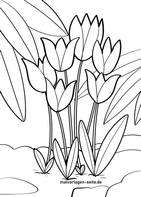 Malvorlage Tulpen Ausmalbild Kostenlos Herunterladen