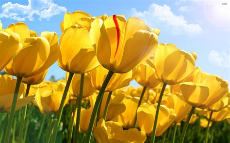 Tulips Wallpaper 2880x1800 38274