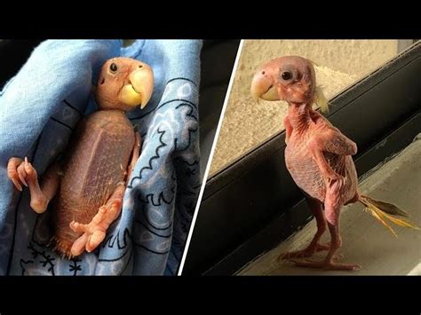 Featherless Parrot