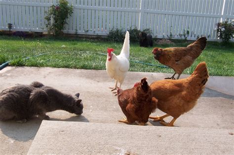 Chicken Bug Abatement Lifetransplanet