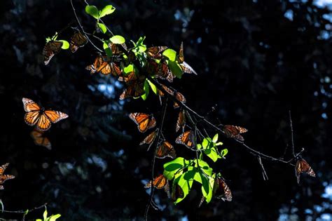 Inicia Arribo De La Mariposa Monarca Al Edomex Capital Estado De M Xico