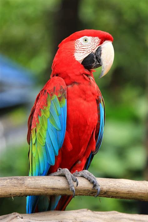 Guacamaya Roja Foto Premium Premium Photo Freepik Photo Naturaleza