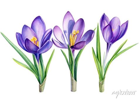 FREE Purple Crocus Clipart Royalty Free Pearly Arts Clip Art Library