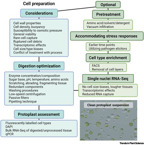 Crafting A Blueprint For Single Cell Rna Sequencing Trends In Plant