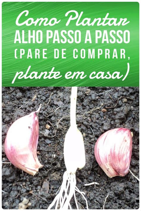 Como Plantar Alho Passo A Passo Pare De Comprar Plante Em Casa