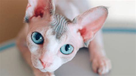 5 Razas De Gatos Sin Pelos Blog Felinus