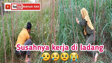 Ternyata Begini Rasanya Kerja Di Ladang Youtube
