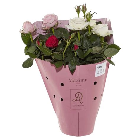 GARDENLINE Muttertags Schnittblumen von ALDI SÜD ansehen