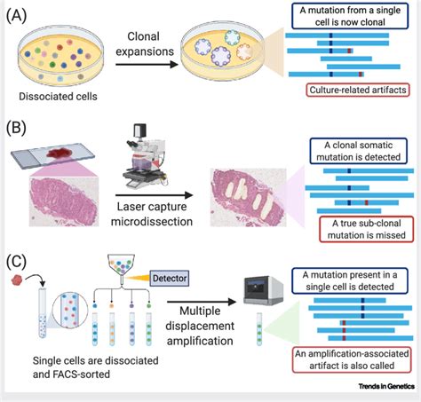 Methods For The Study Of Somatic Mutations A Expansion Of Single